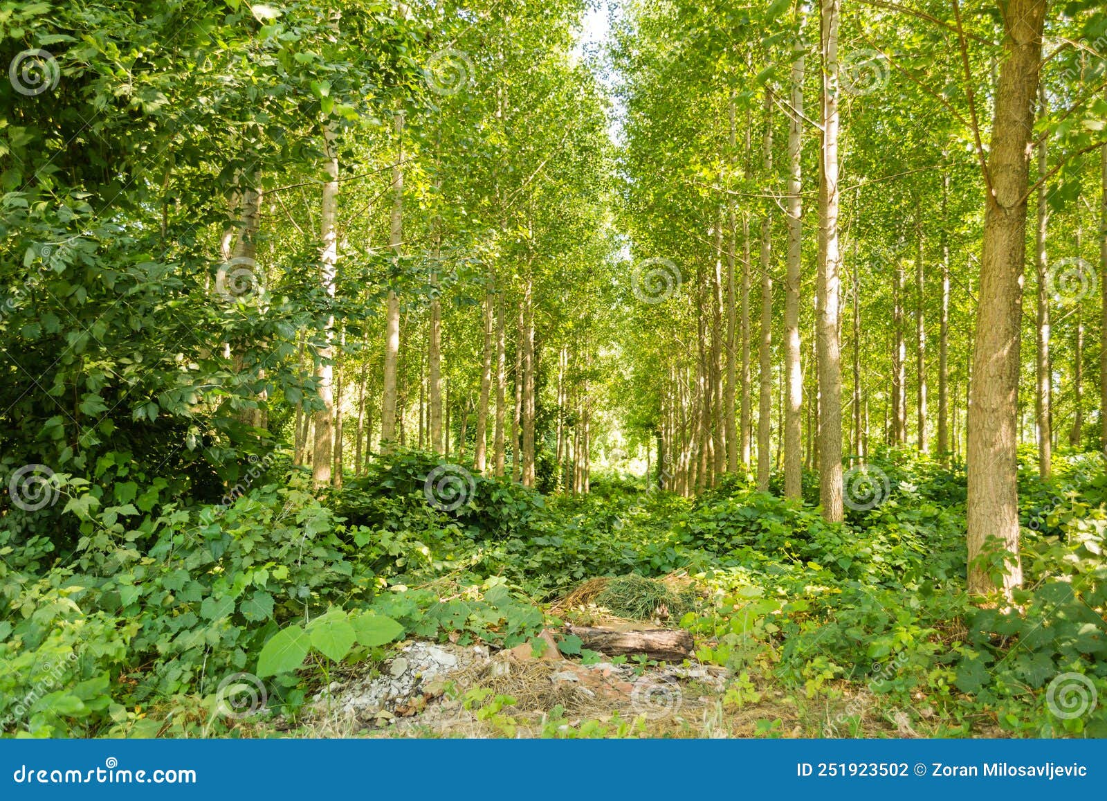 A View of a Young Forest with Poplar Trees Stock Photo - Image of ...
