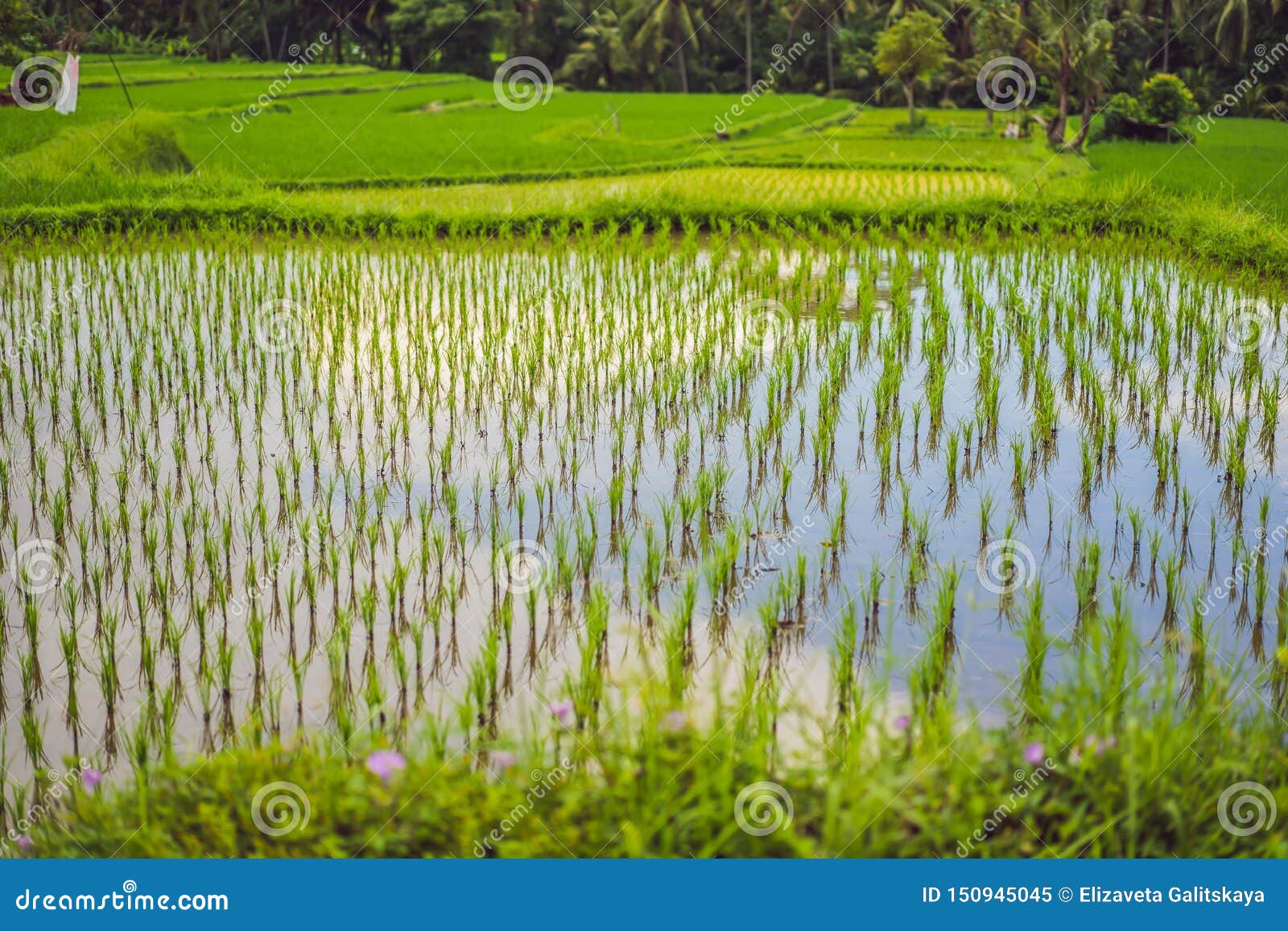 View of Young Rice Sprout Ready To Growing in the Rice Field Stock ...