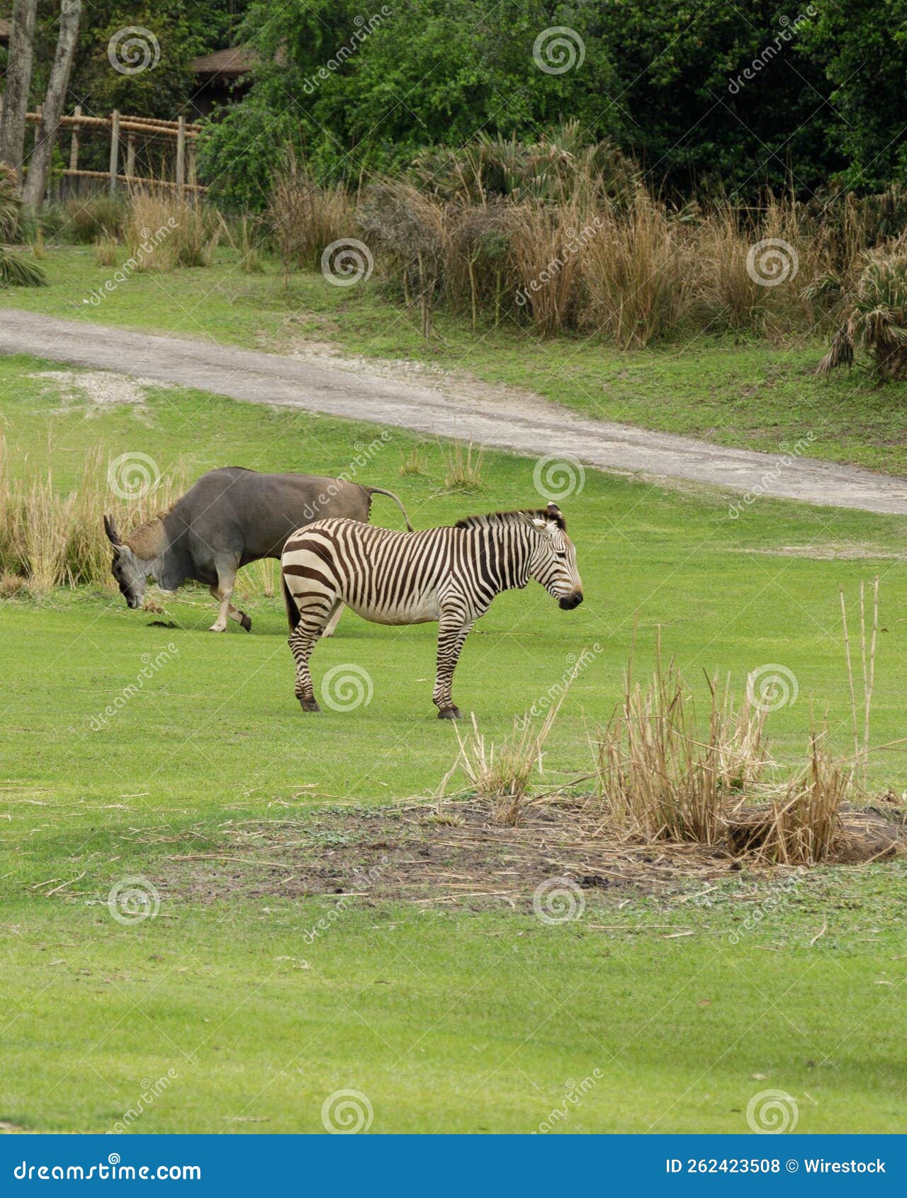 View of Zebra and Cattle Standing and Grazing in Greenery Field Stock ...