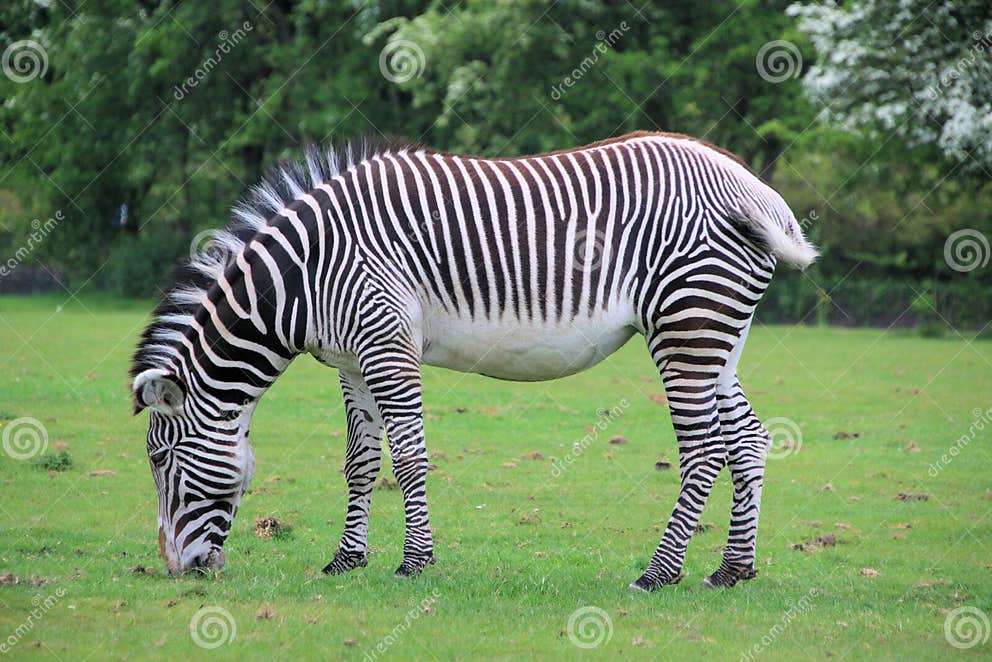 A view of a Zebra stock photo. Image of wildlife, llama - 261787688