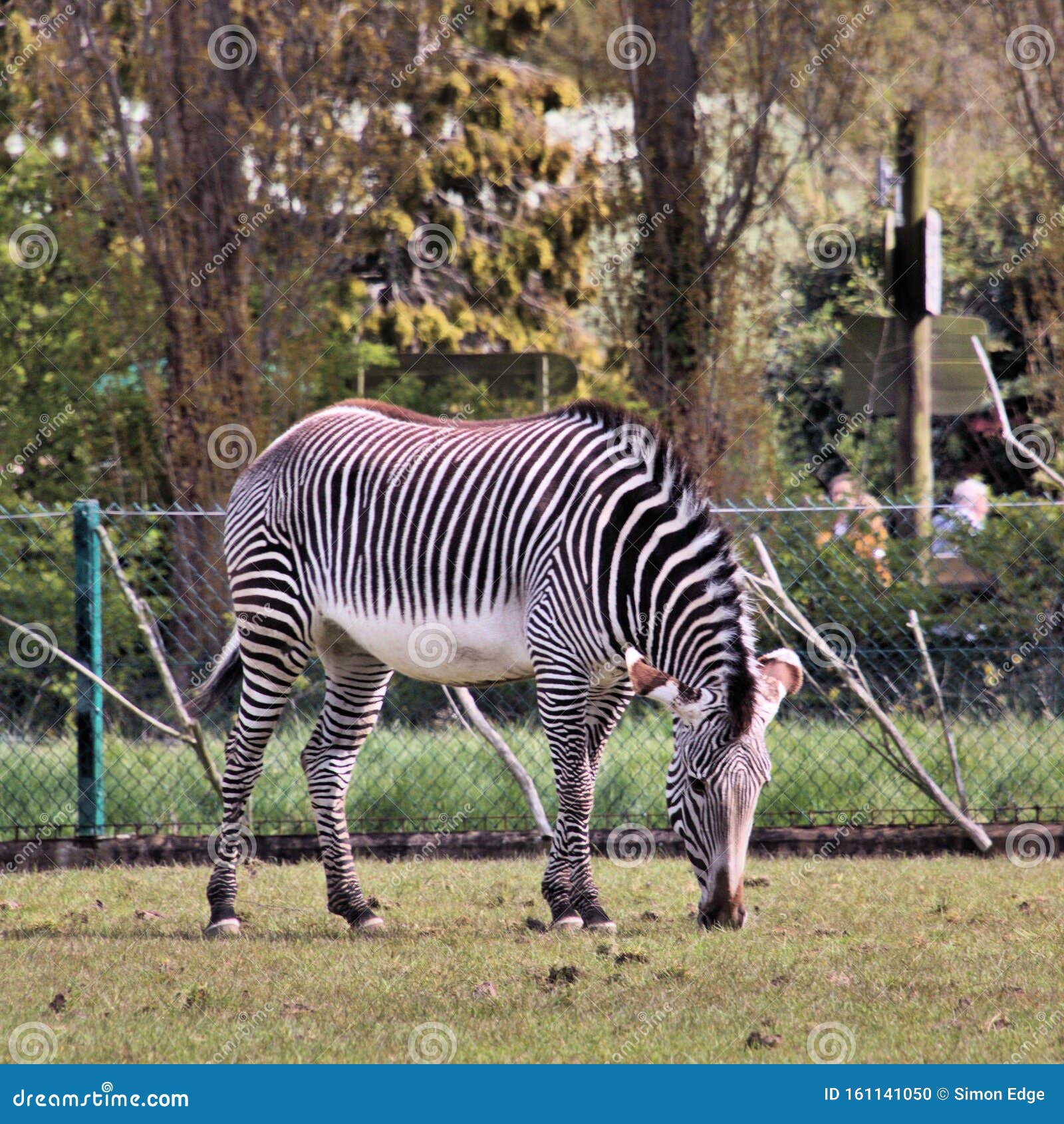 A view of a Zebra stock photo. Image of animals, view - 161141050