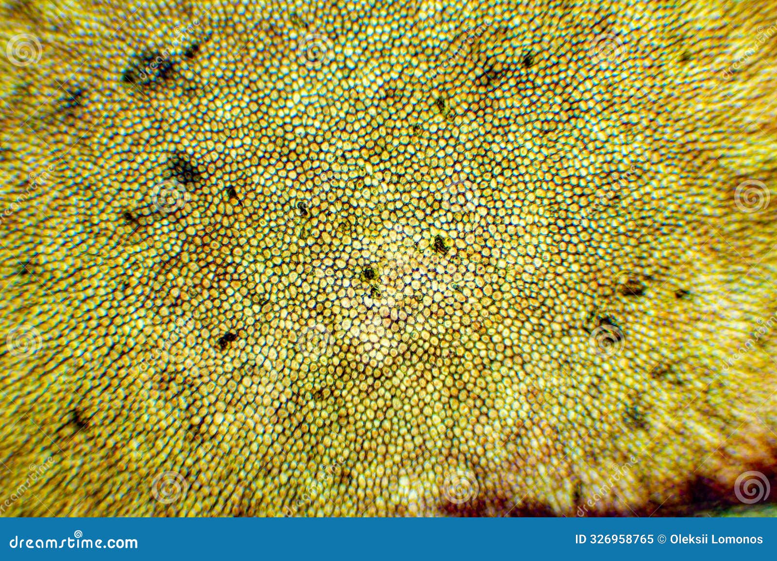 When Viewed Under a Microscope, a Tomato Reveals a Fascinating and ...