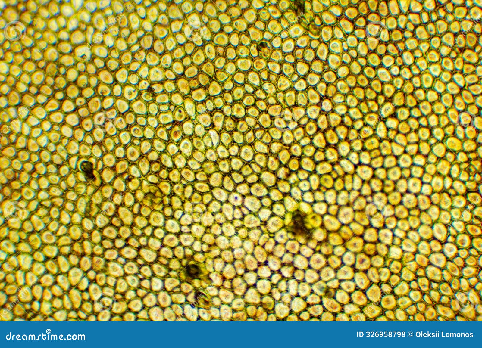 When Viewed Under a Microscope, a Tomato Reveals a Fascinating and ...