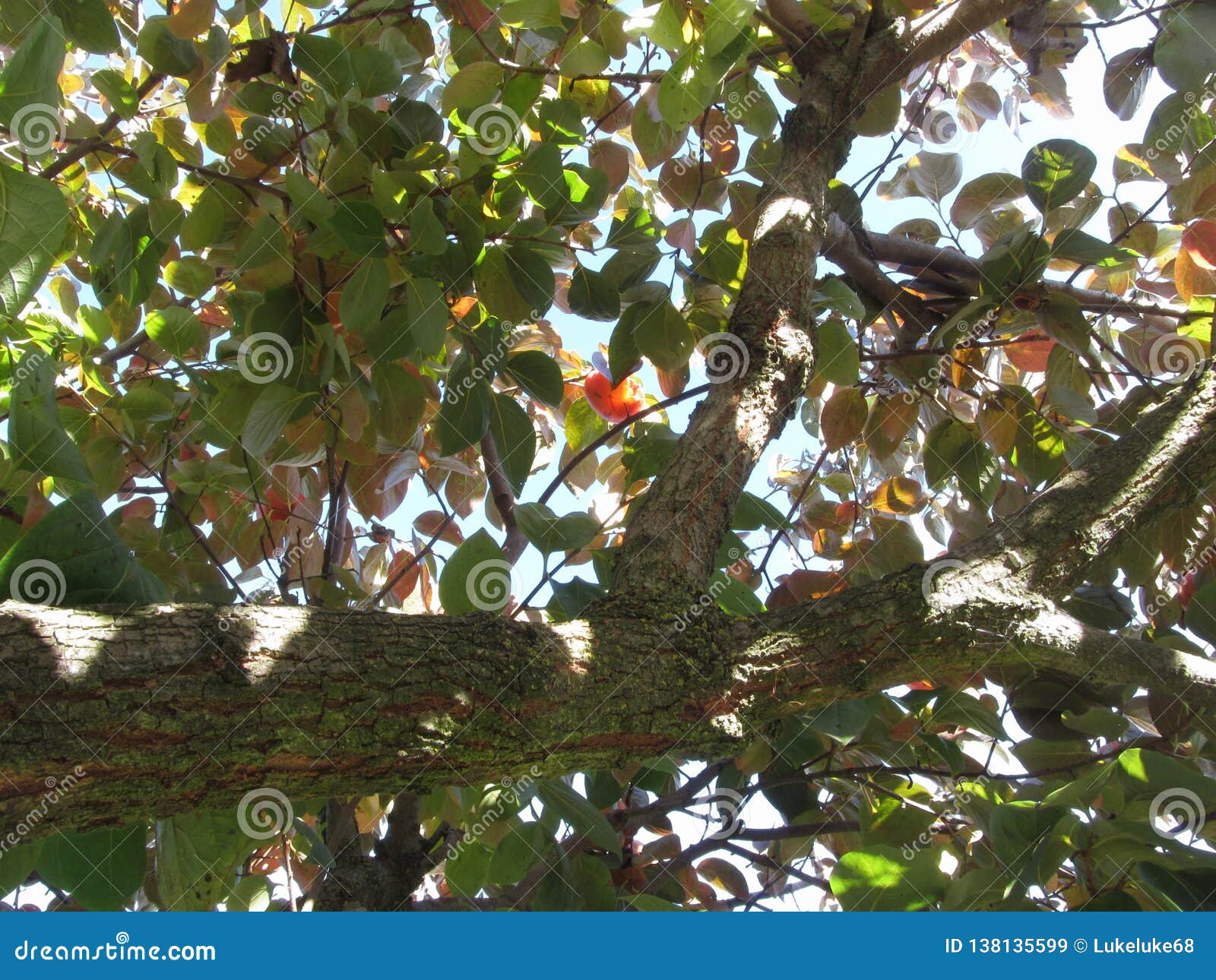 Viewing through Autumn Leaves of Persimmon Tree . Fall Colors Stock ...