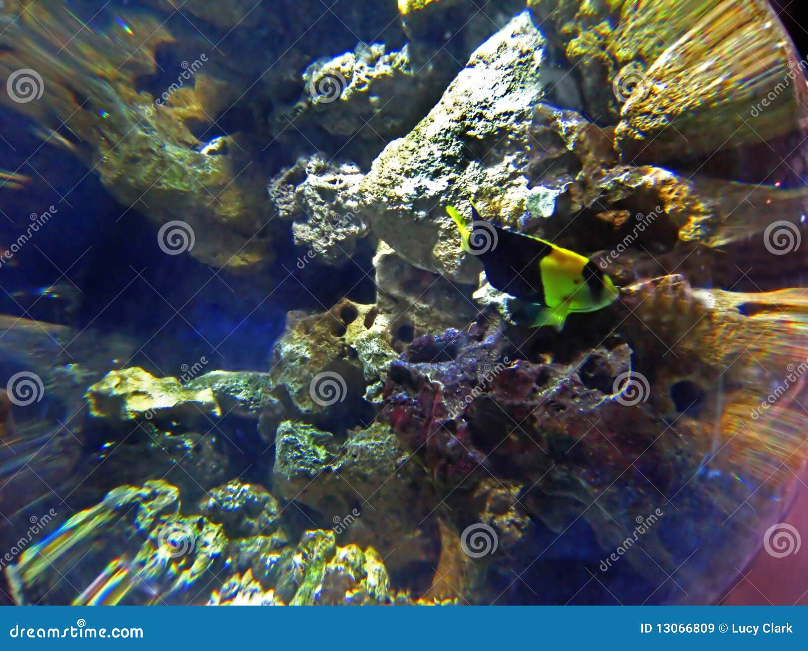 Viewing of a Fish stock image. Image of fish, viewing - 13066809