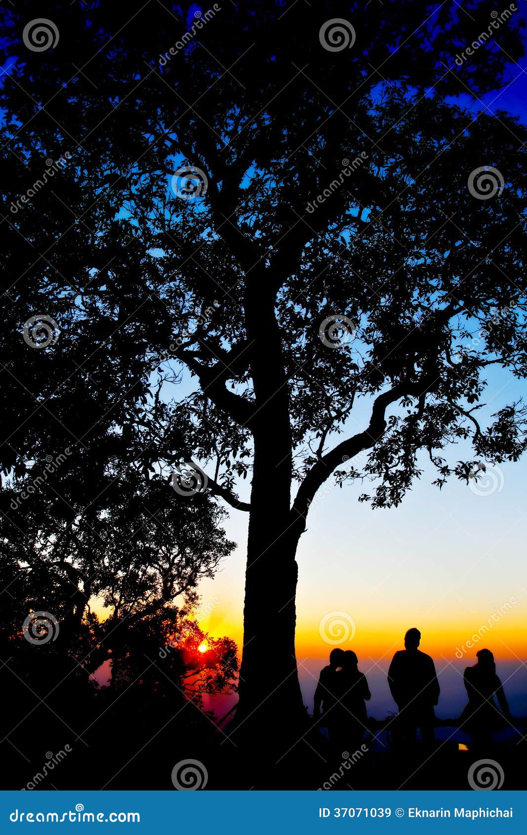 Viewpoint stock image. Image of view, evening, blue, tree - 37071039