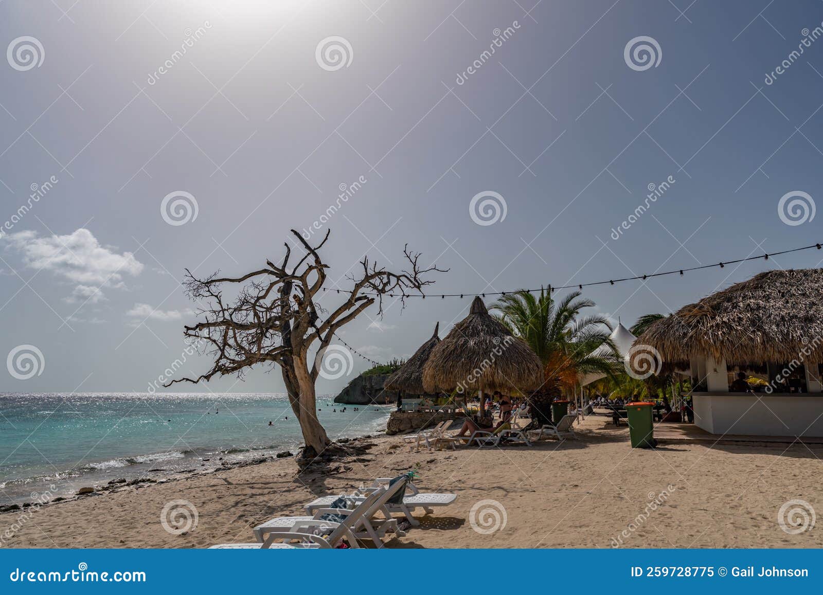 112 Cas Tree Stock Photos - Free & Royalty-Free Stock Photos from ...