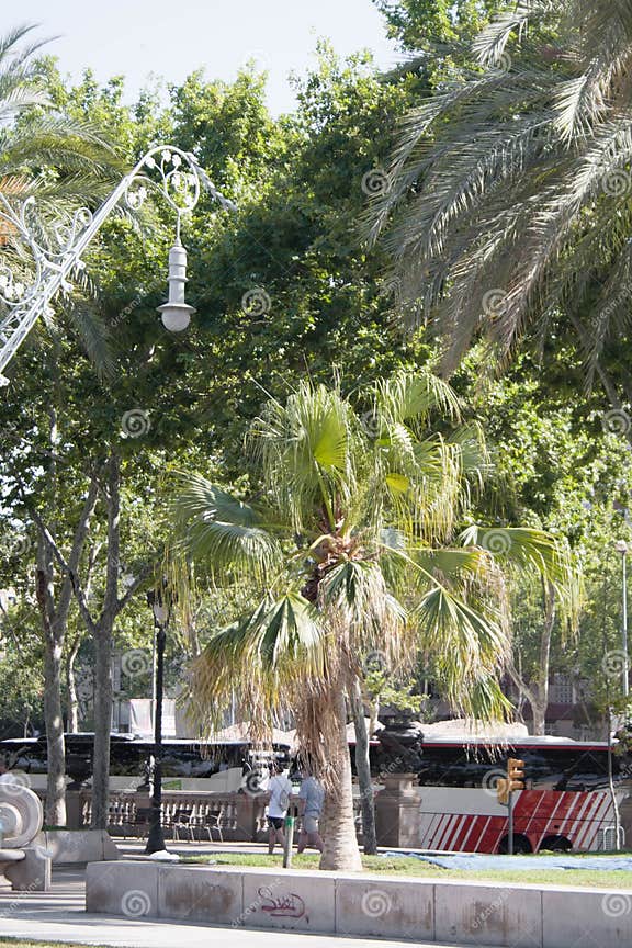 Views of Barcelona. Nature and Elements Made by the Human Stock Photo ...