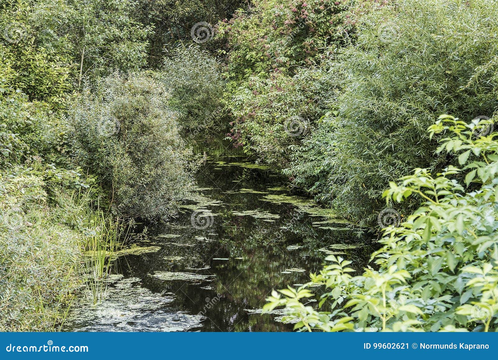 The nature stock image. Image of green, outdoor, river - 99602621