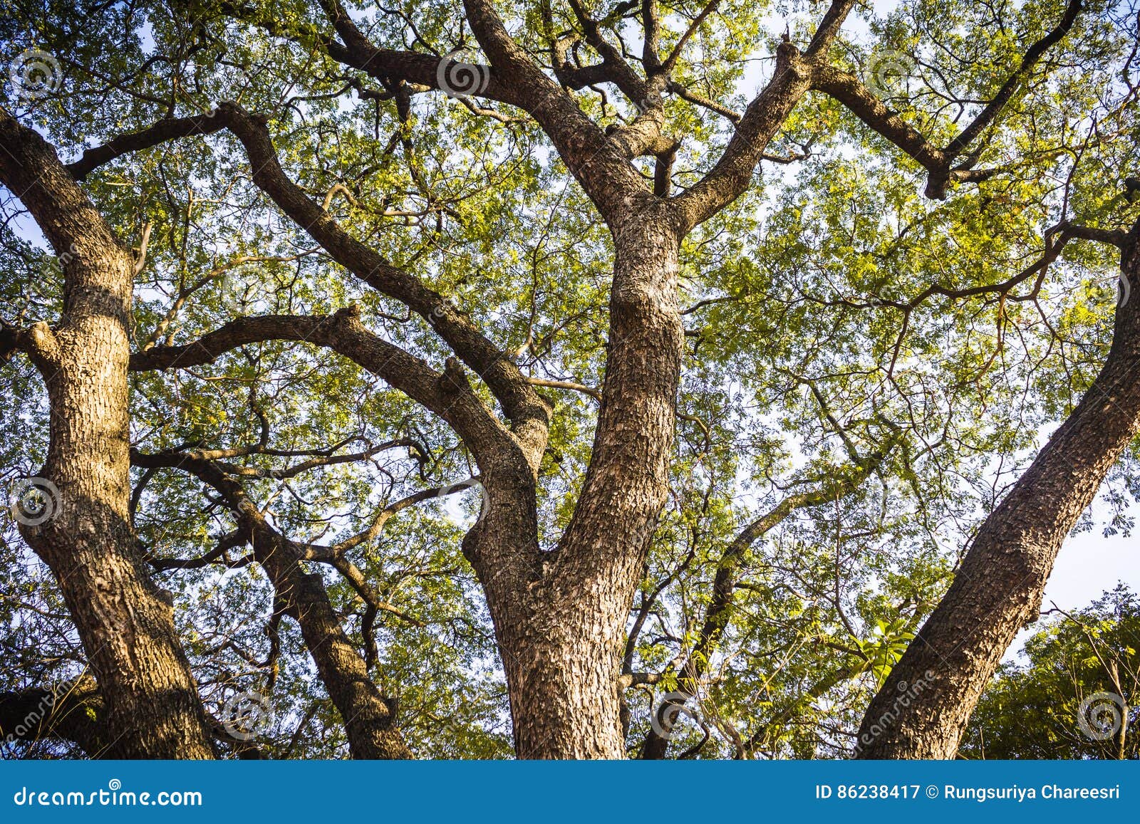 Views Big Trees Upward Perspective View Stock Photos - Free & Royalty ...