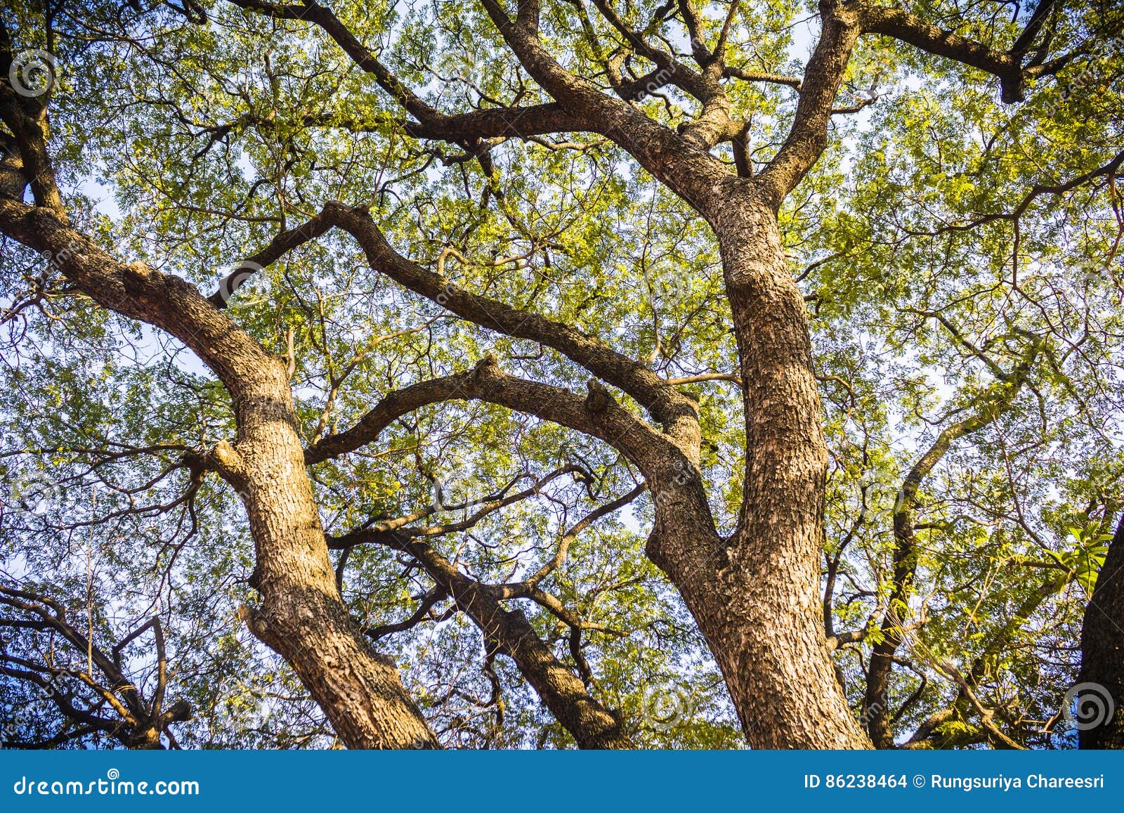 Views of the Big Trees, Upward Perspective View. Stock Photo - Image of ...