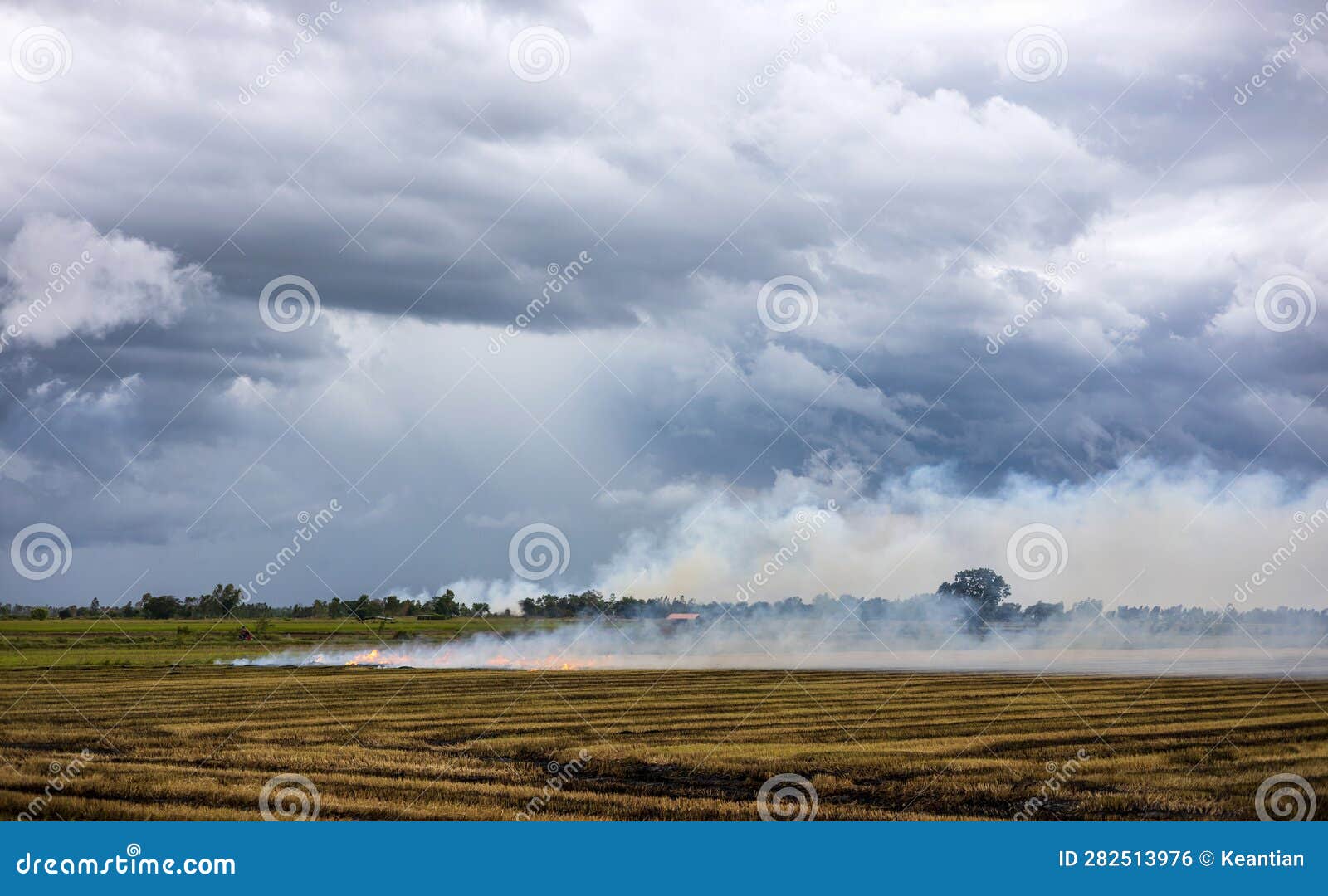 Ash From Burning Rice Fields.rice Field Was Burned After Harvest ...
