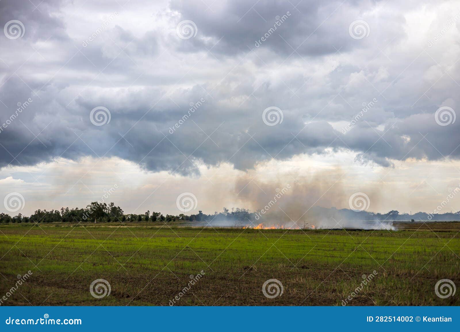 Ash From Burning Rice Fields.rice Field Was Burned After Harvest ...
