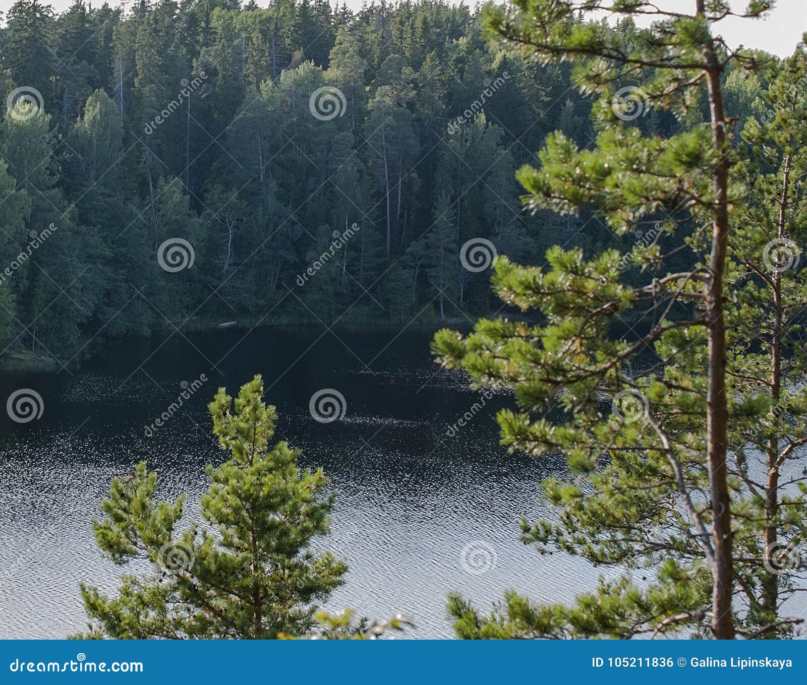 Views of Forest Lake through the Trees Stock Photo - Image of evening ...