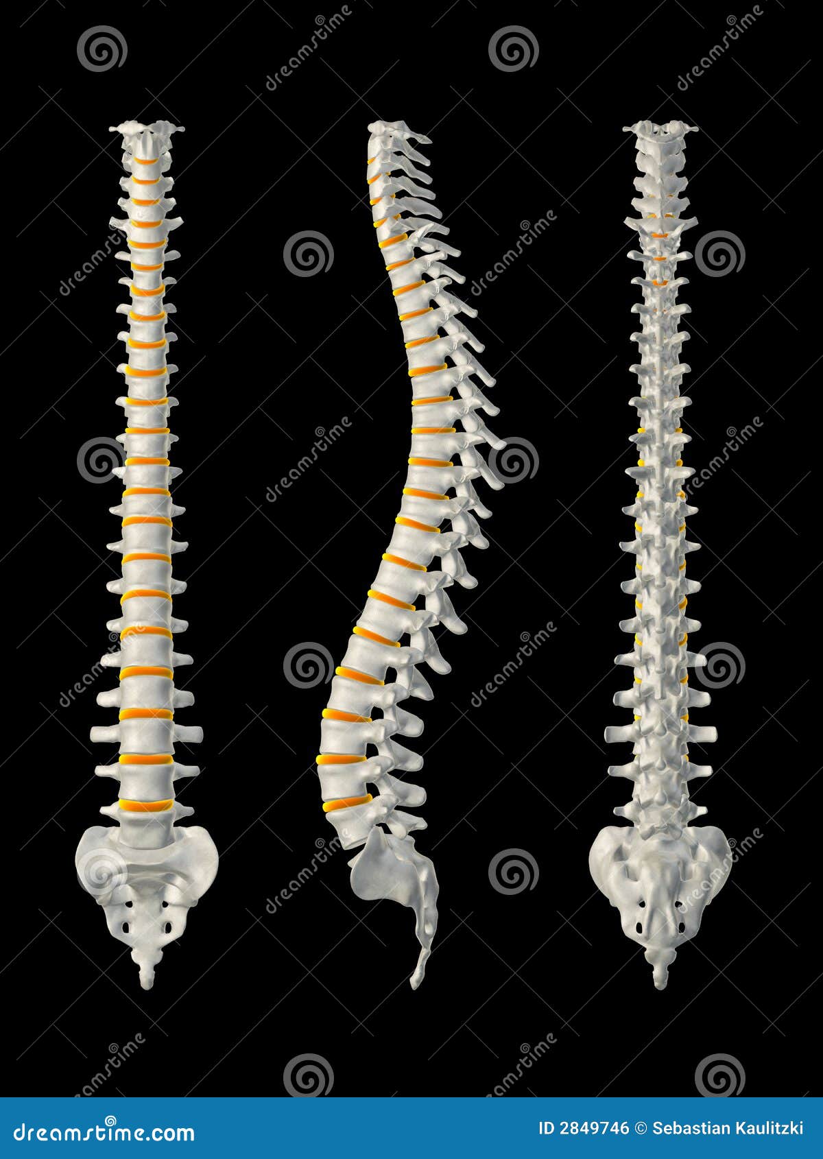 Views of human spine stock illustration. Illustration of pharmacy - 2849746