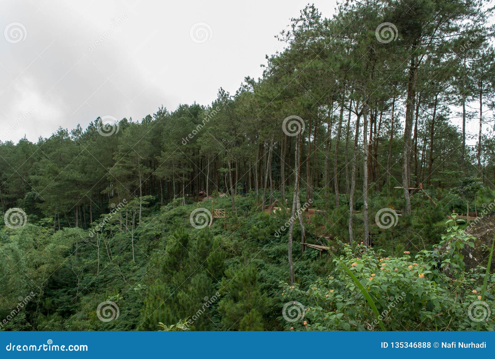 Views of Kalilo Pine Forest from the West Stock Photo - Image of blue ...