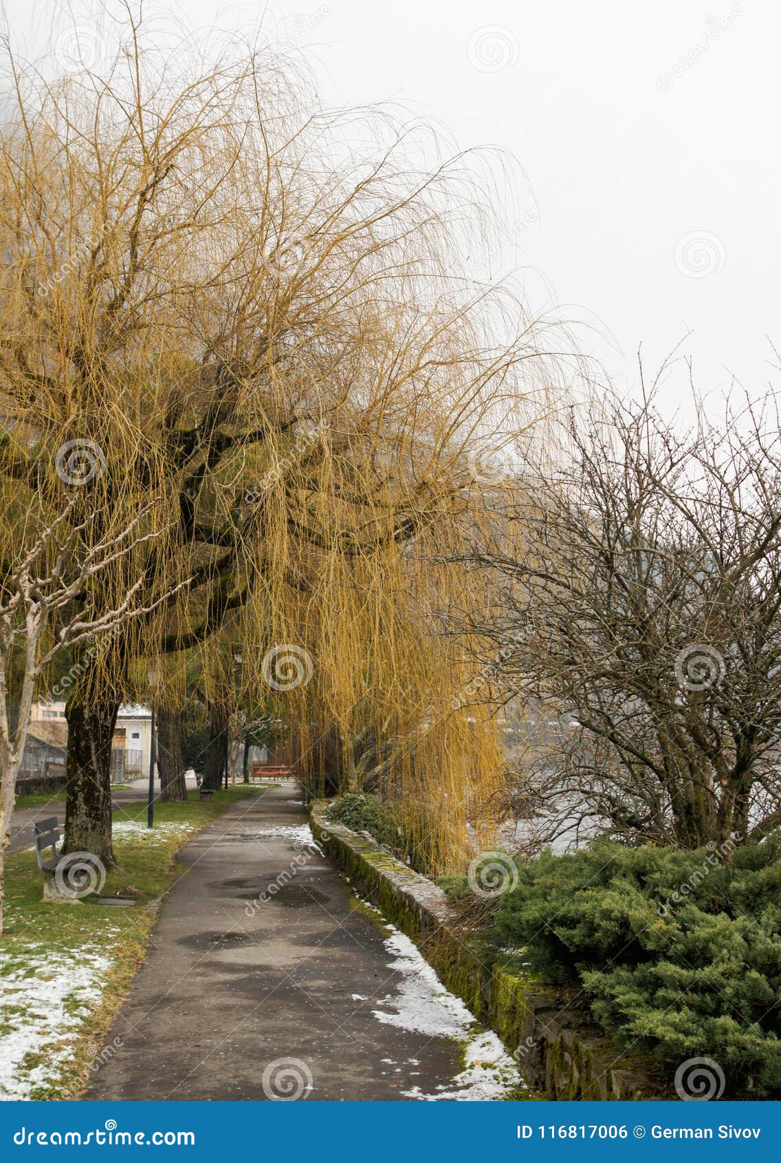 The Drooping Yellow Branches of a Tree. Stock Photo - Image of ...