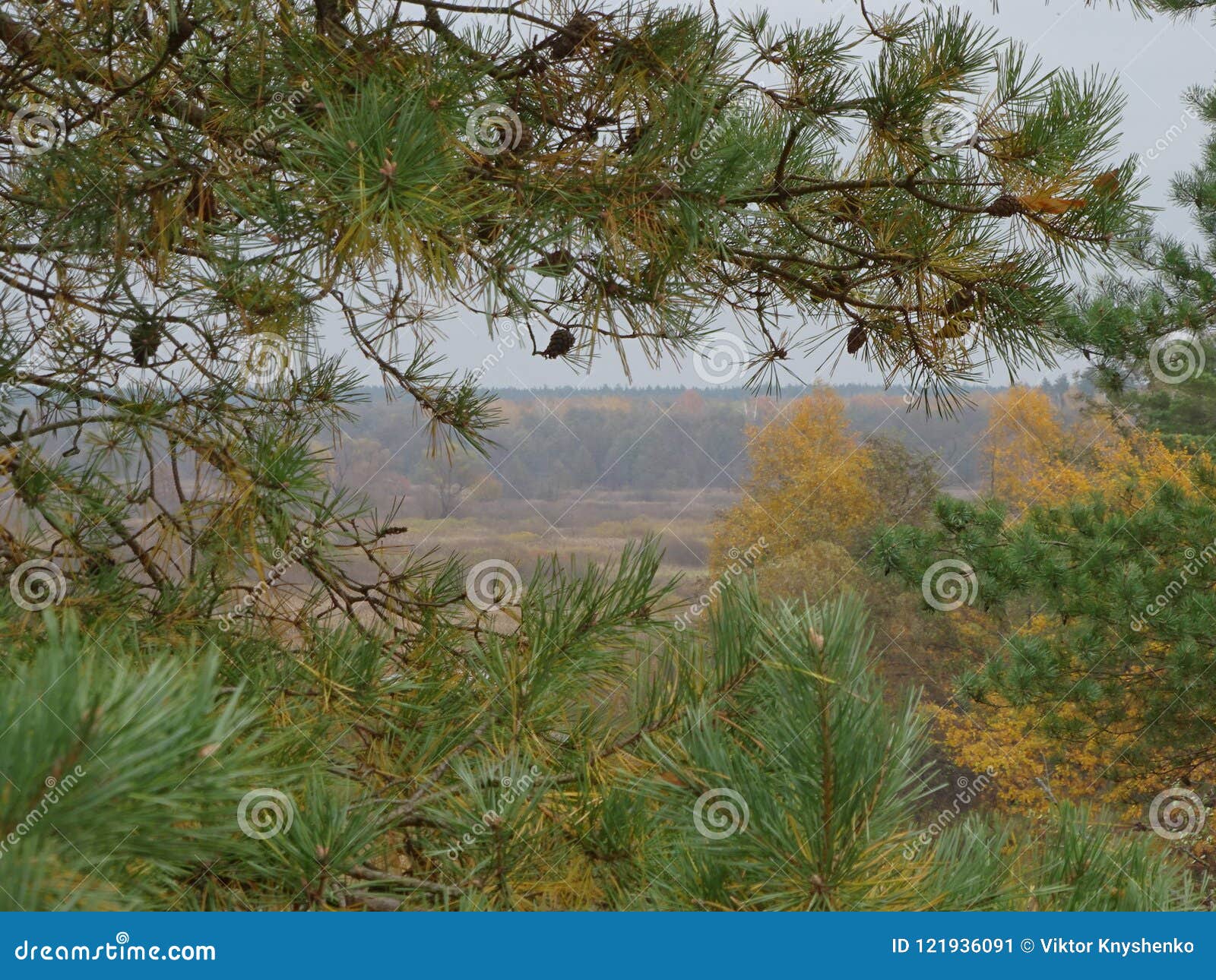 Views through Pine Branches. Marshland. Stock Image - Image of ...