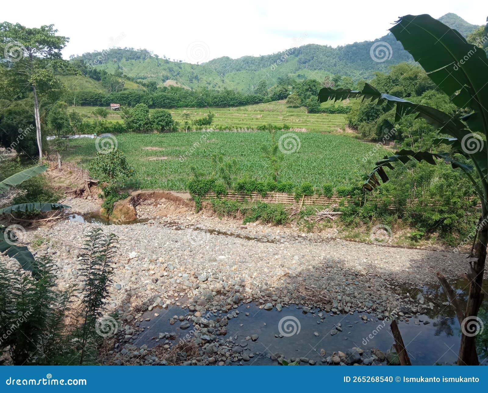 Views of Rice Fields, Corn Fields and Rivers Flowing with Clear Water ...