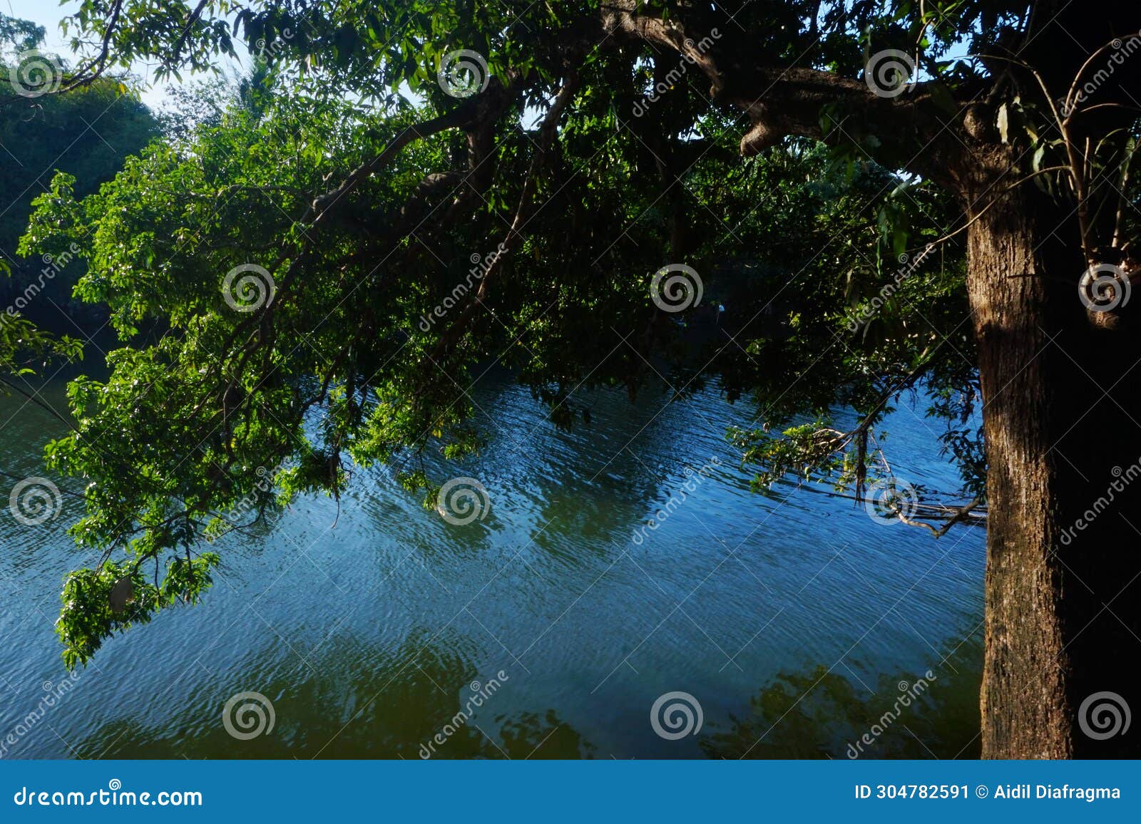 Views of the River and Shady Trees Stock Image - Image of greenery ...