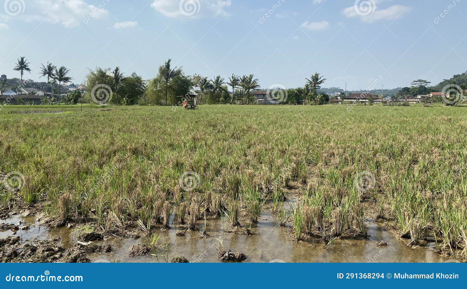 Views of Rural Rice Fields, Unspoiled Rice Fields of Residents, Cool ...