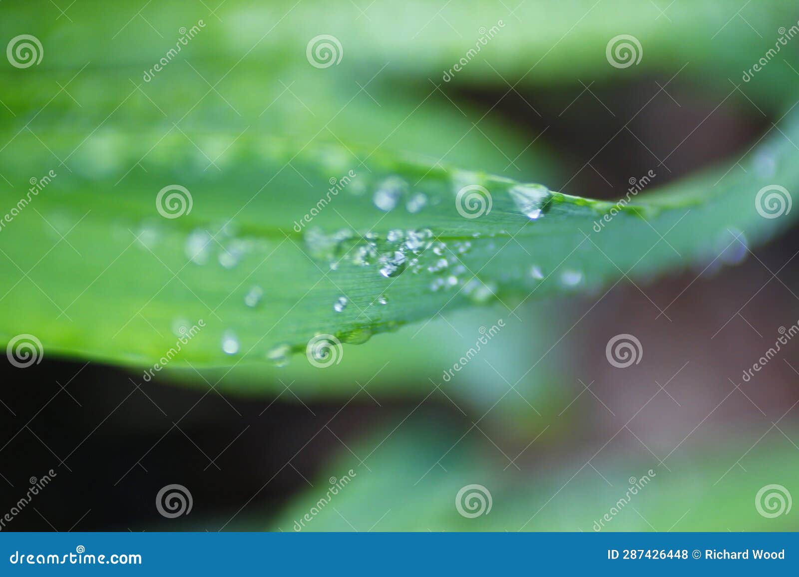 Upclose View of Morning Dew on a Green Plant Stock Photo - Image of ...