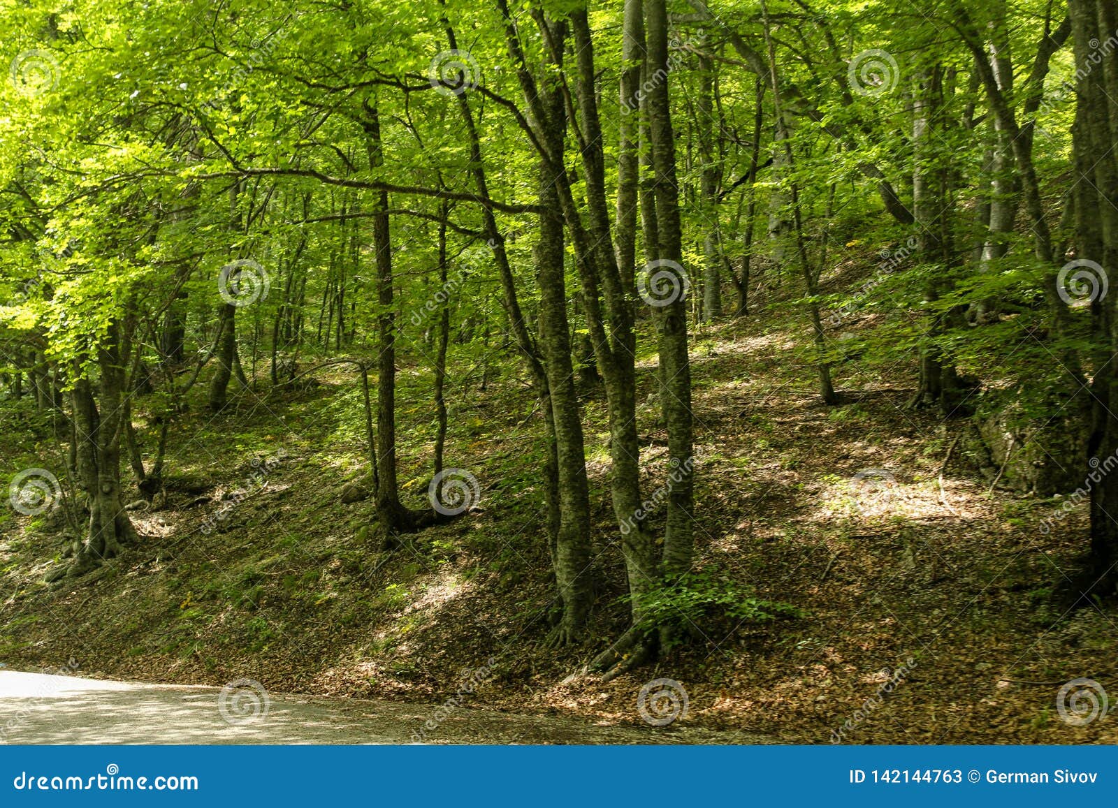 Sparse forest on the slope stock image. Image of view - 142144763