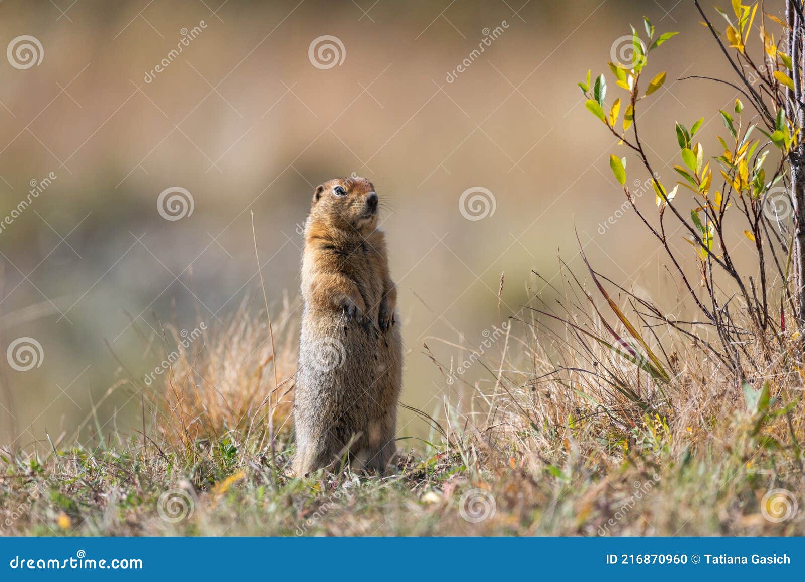 A Vigilant Gopher is Watching Its Territory Stock Photo - Image of ...