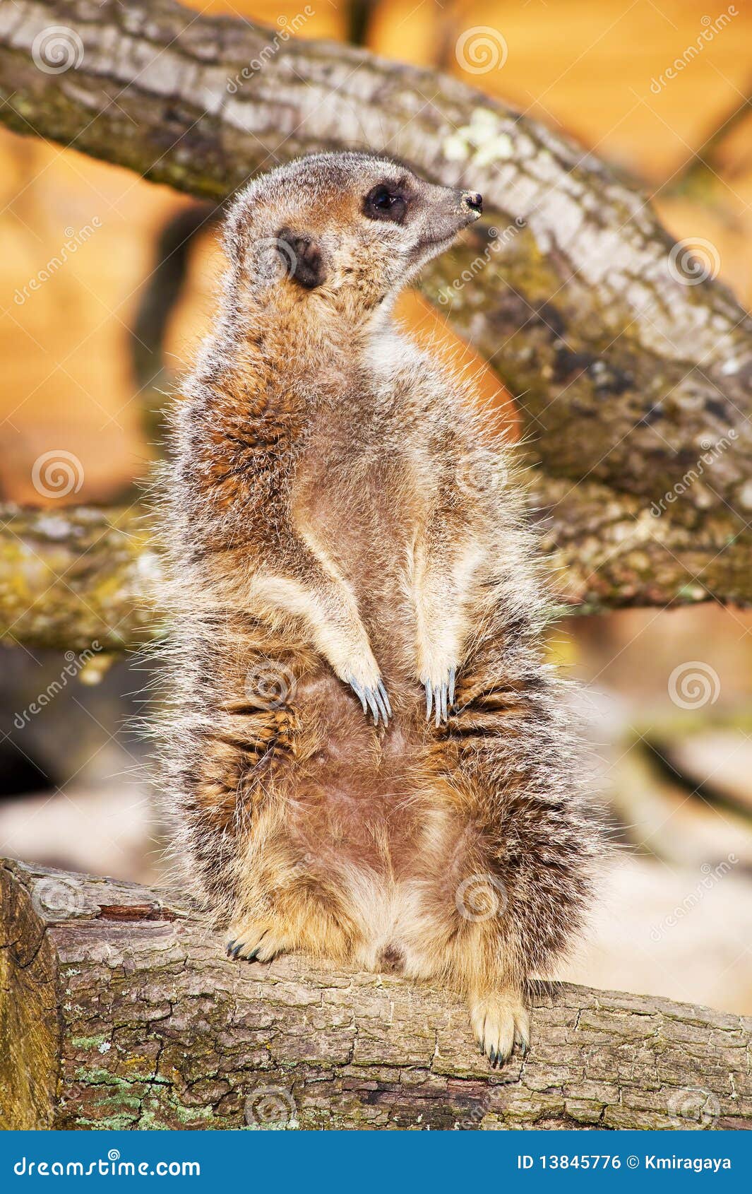 A Vigilant Meerkat Looking Out for Predators Stock Photo - Image of ...