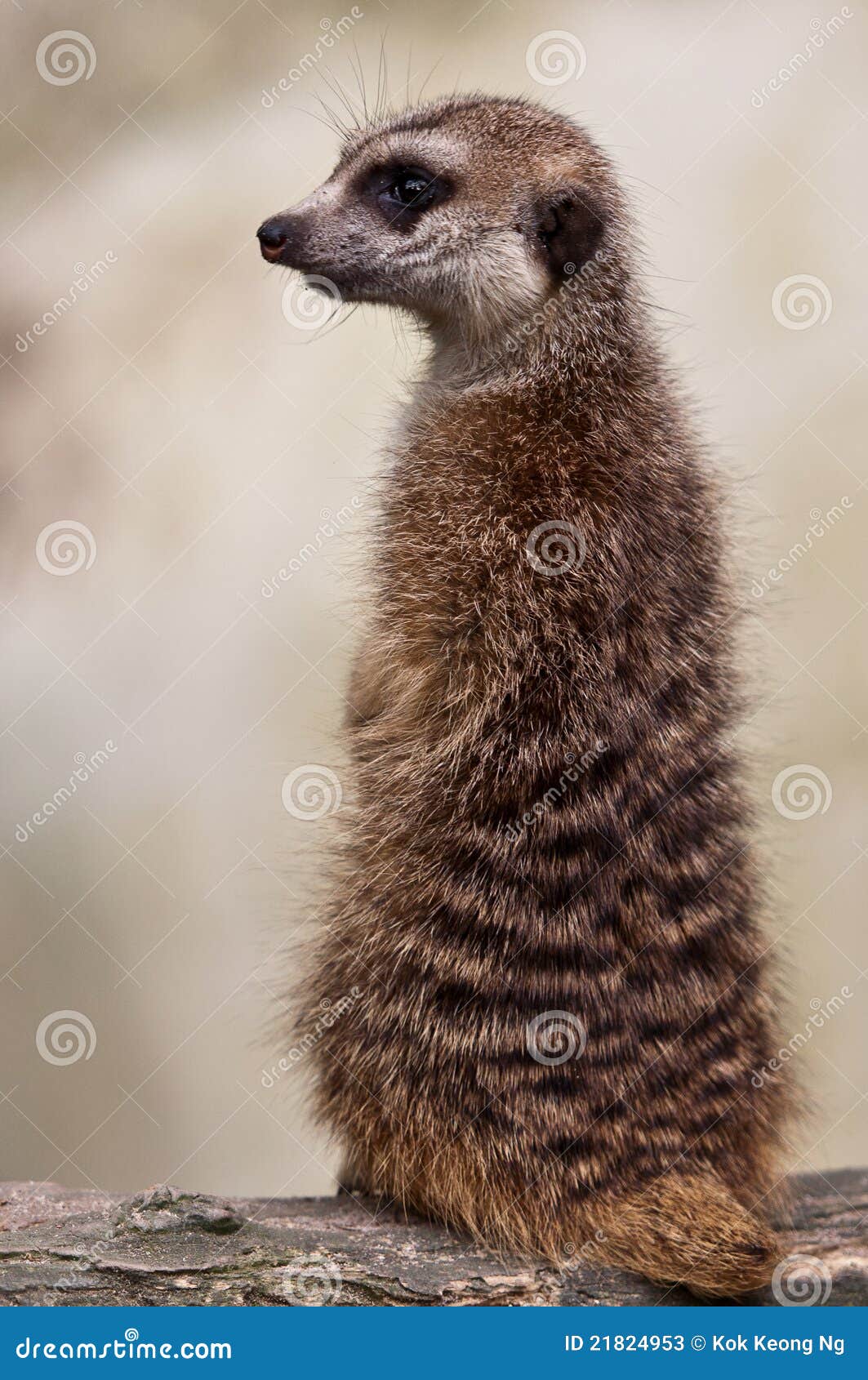 Vigilant Meerkat Standing Guard Stock Image - Image of rodent, cautious ...