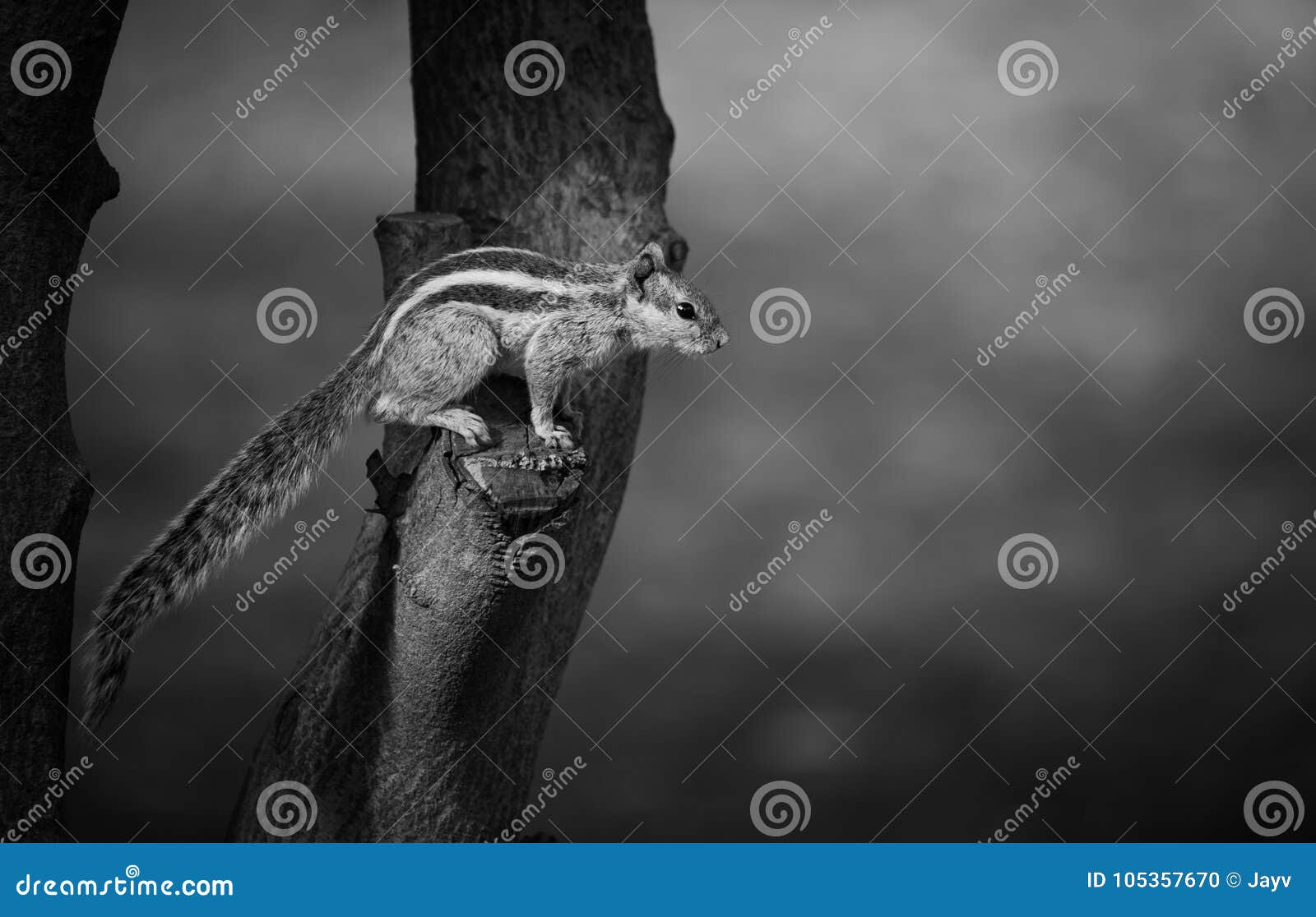Vigilant Squirrel stock photo. Image of mammal, squirrel - 105357670