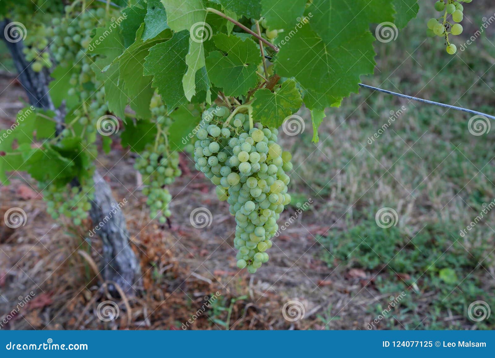 Vigna immagine stock. Immagine di frutta, filiale, vite - 124077125