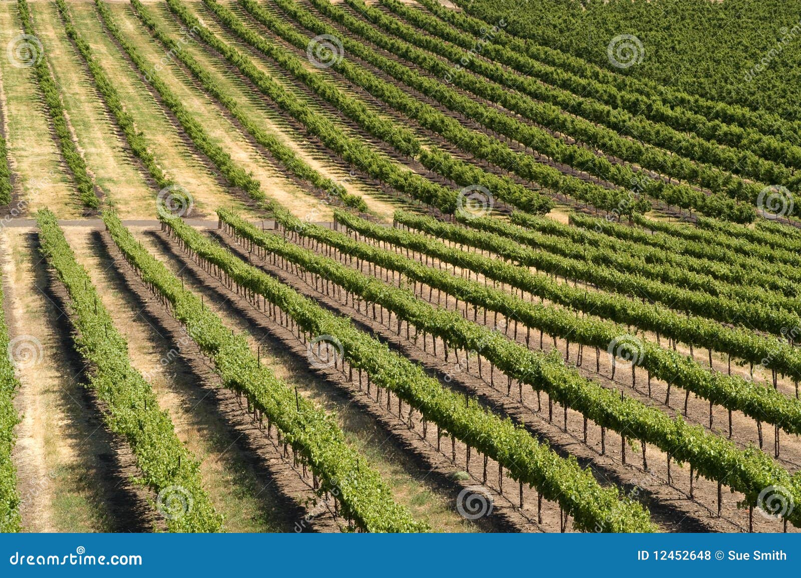 Vigna fotografia stock. Immagine di modello, agricoltura - 12452648