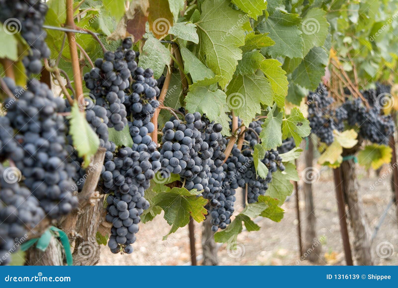 Vigna immagine stock. Immagine di vigna, zinfandel, maturazione - 1316139