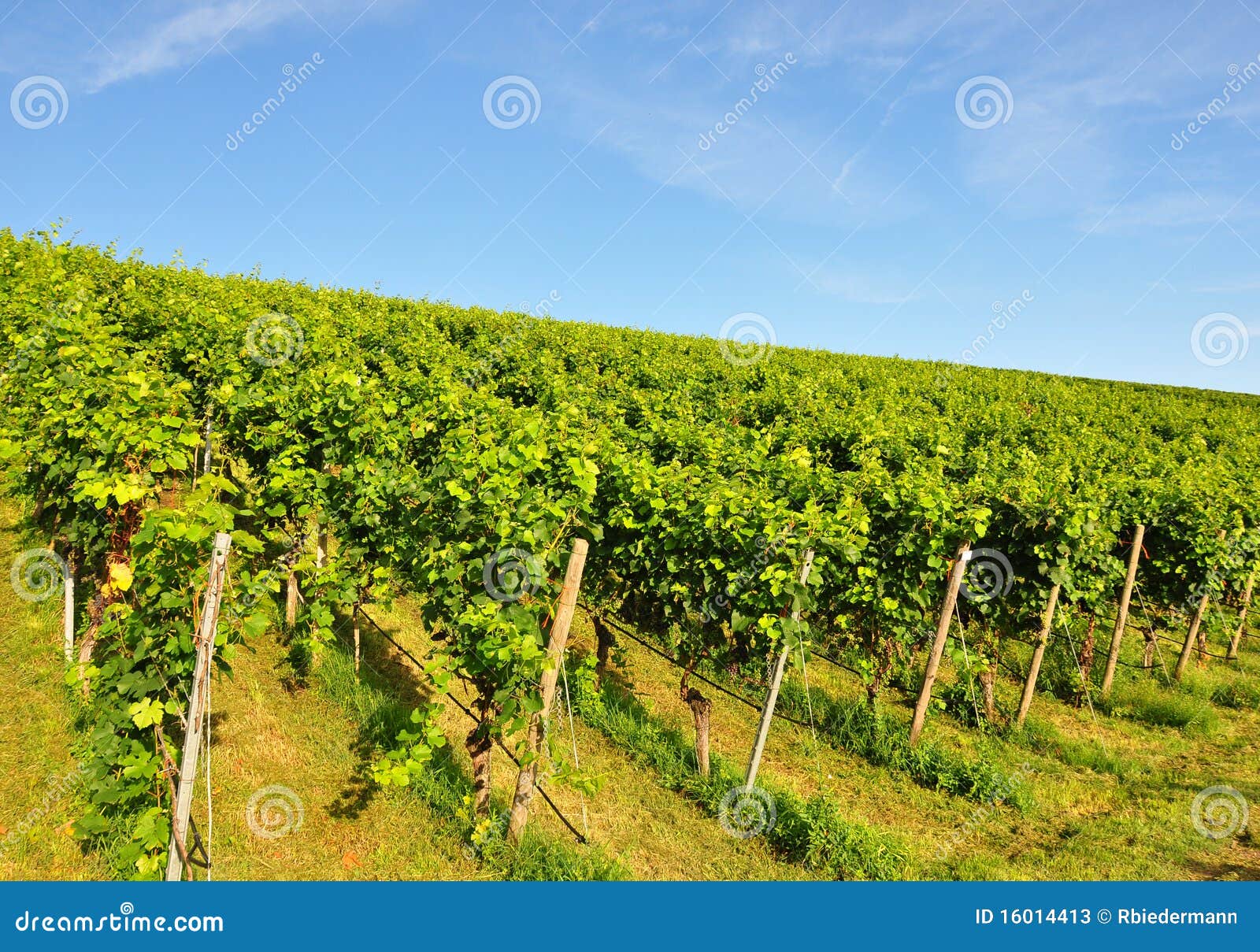 Vigna immagine stock. Immagine di germania, file, fila - 16014413