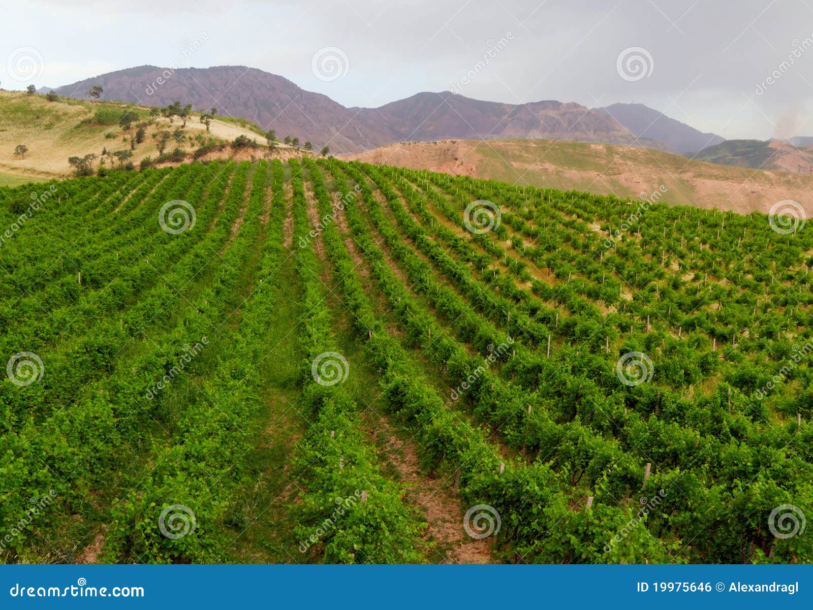 Vigna fotografia stock. Immagine di fogli, scenico, viti - 19975646