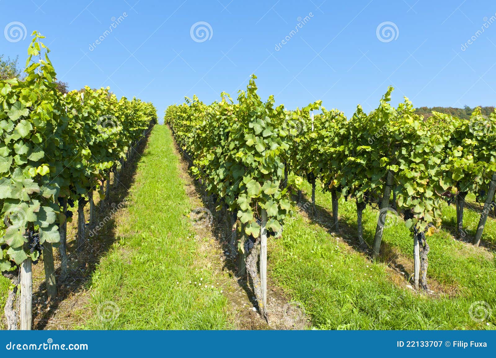 Vigna immagine stock. Immagine di costruzione, raccolto - 22133707