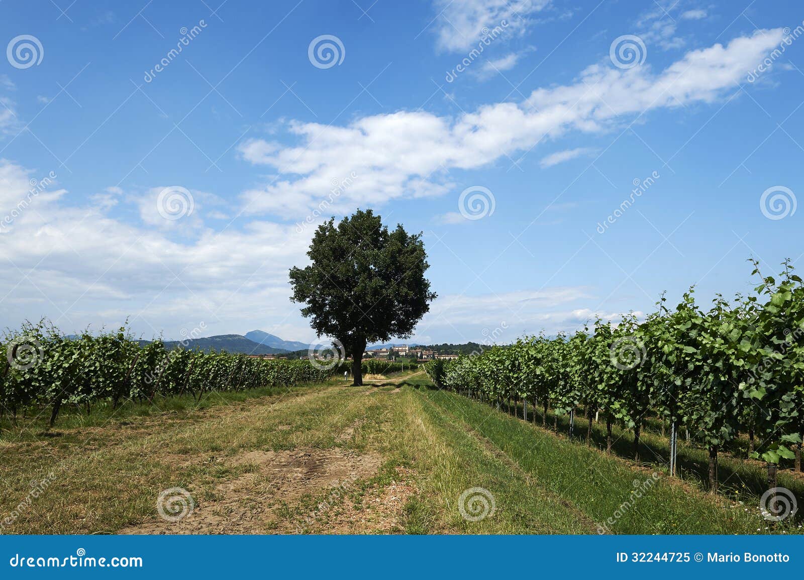 Vigna immagine stock. Immagine di pianura, albero, cielo - 32244725