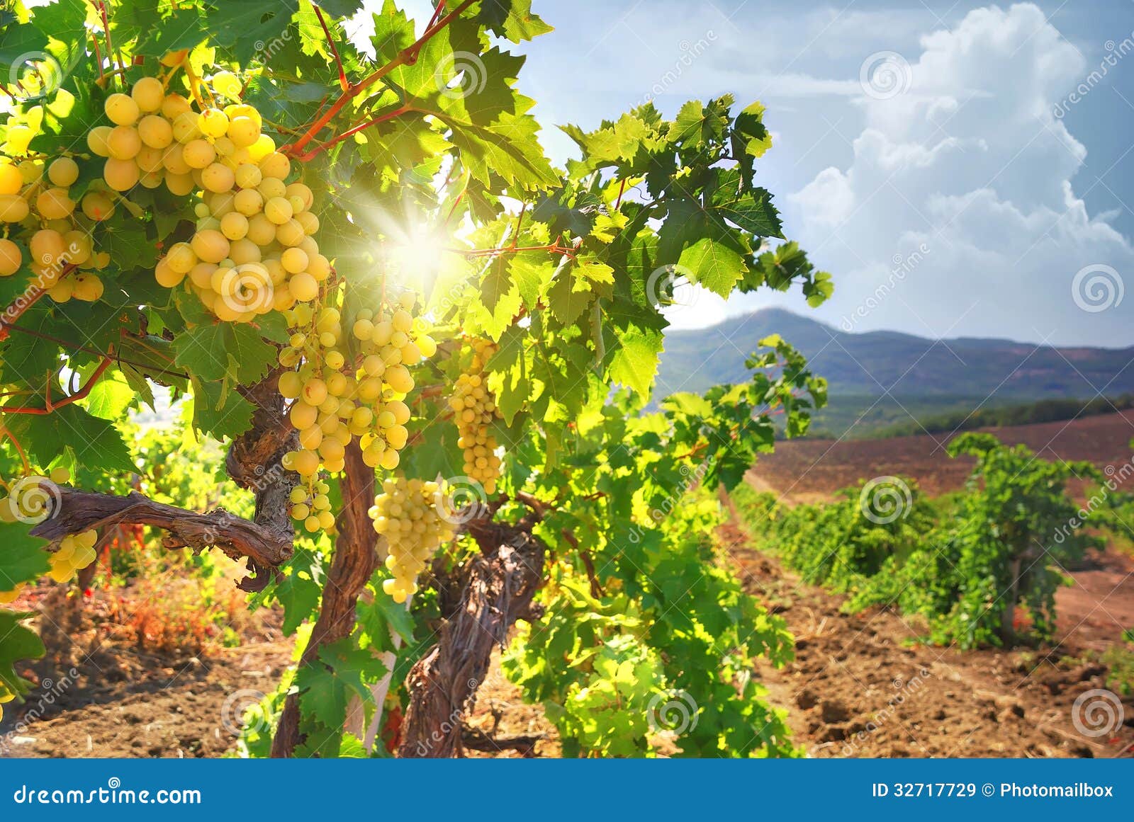 Vigna immagine stock. Immagine di frutta, italia, sfondo - 32717729