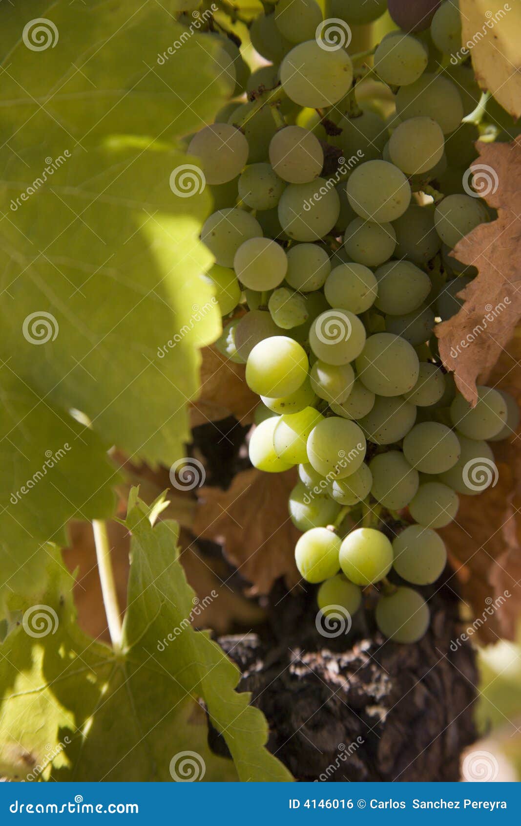 Vigna fotografia stock. Immagine di vino, alimento, coltura - 4146016