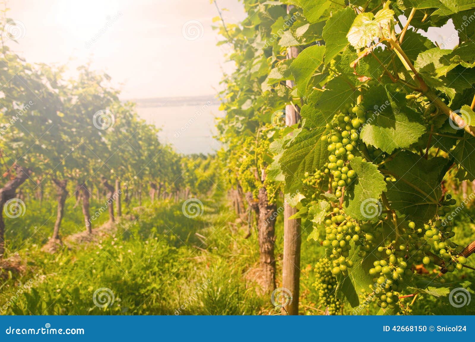 Vigna fotografia stock. Immagine di campo, scenico, paesaggio - 42668150
