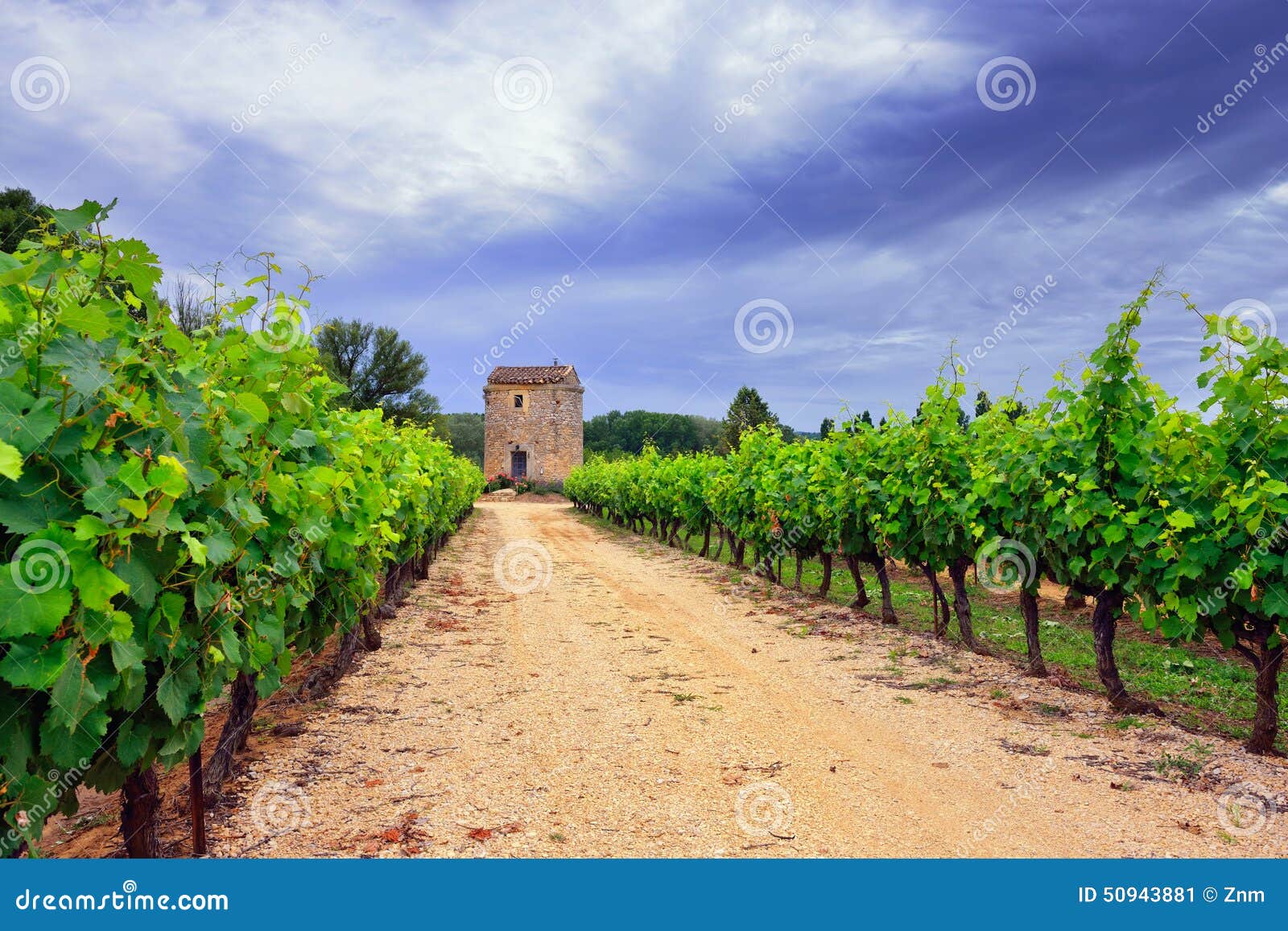 Vigna immagine stock. Immagine di rurale, aumentare, pittoresco - 50943881