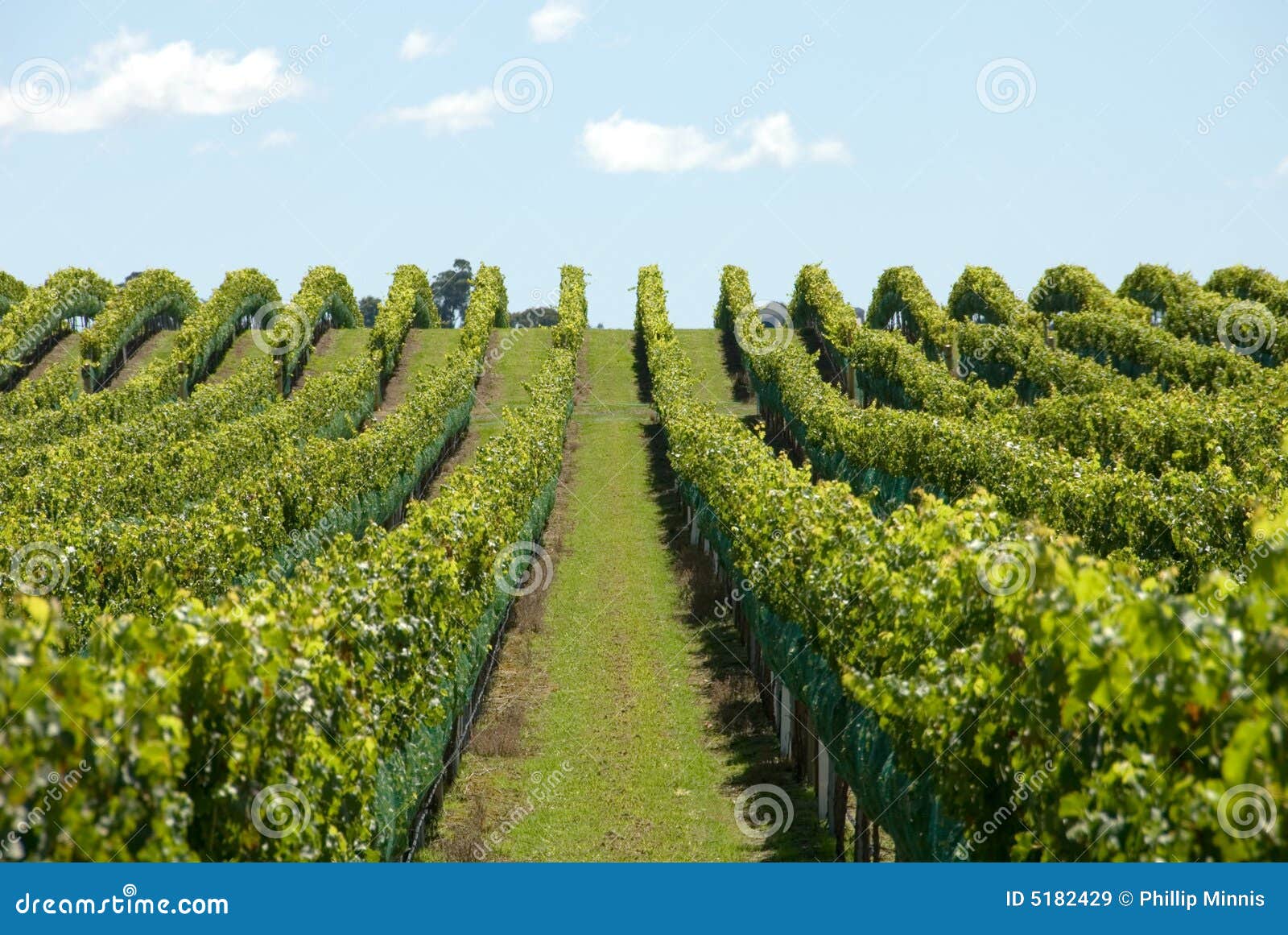 Vigna immagine stock. Immagine di gambi, benissimo, vini - 5182429