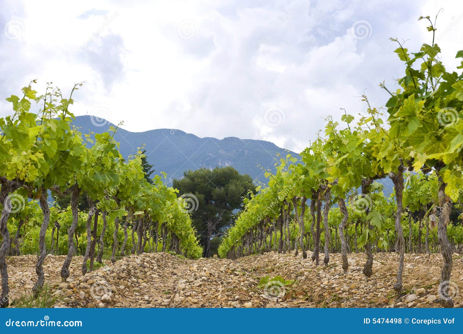 Vigna fotografia stock. Immagine di retone, gambi, montagne - 5474498