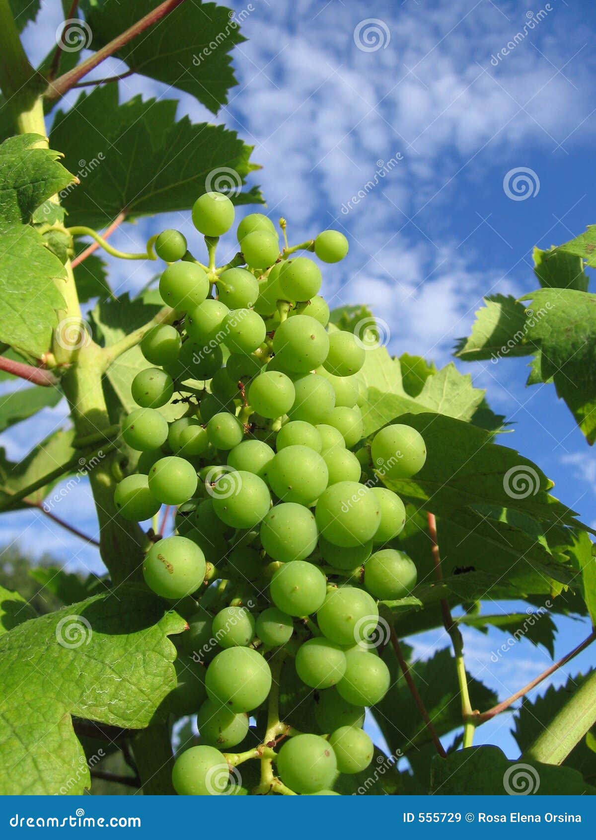 Vigna immagine stock. Immagine di spremuta, sole, luce - 555729