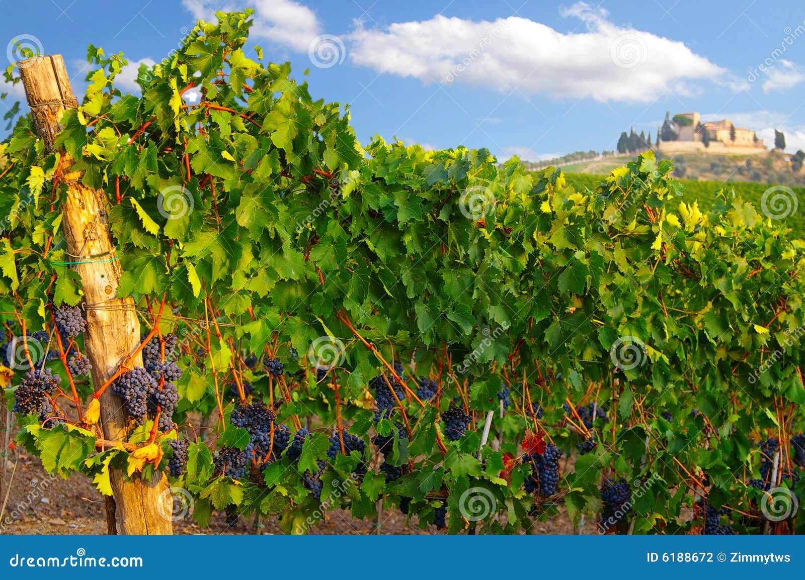 Vigna fotografia stock. Immagine di cielo, corsa, bellezza - 6188672
