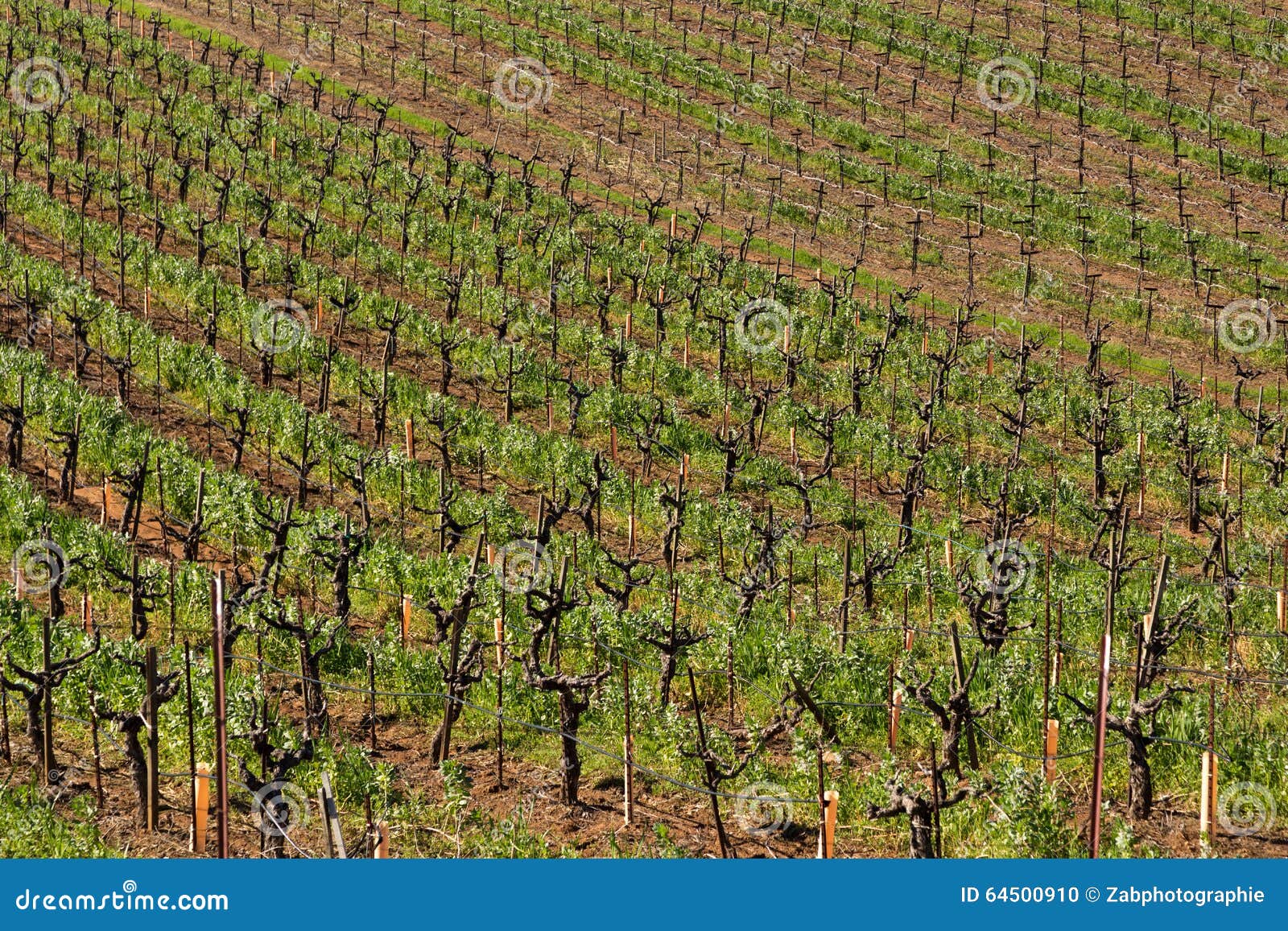 Vigna fotografia stock. Immagine di litorale, rosa, verde - 64500910