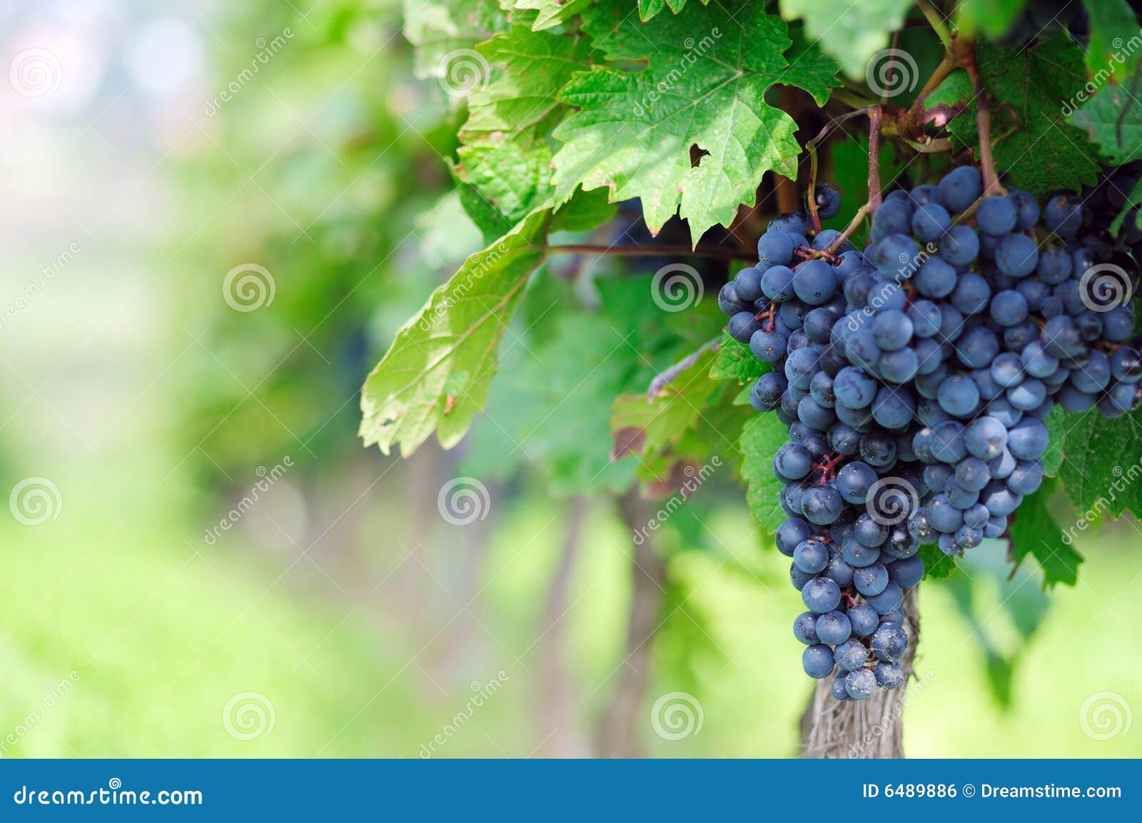 Vigna fotografia stock. Immagine di spremuta, nero, cluster - 6489886