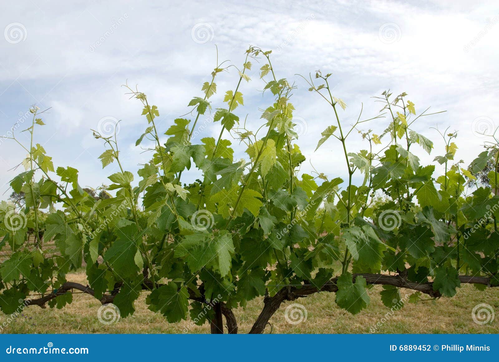 Vigna fotografia stock. Immagine di fogli, viti, vigna - 6889452