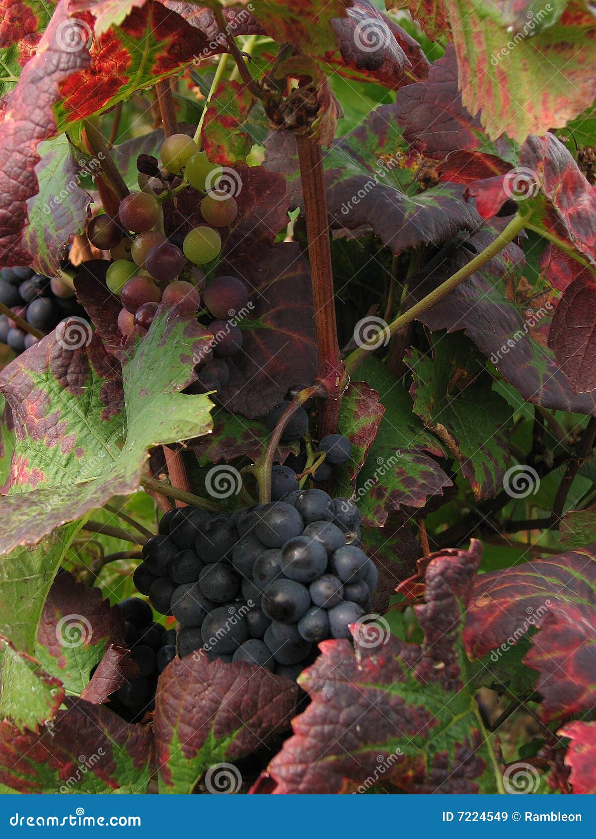 Vigna immagine stock. Immagine di bevanda, rosso, grappolo - 7224549